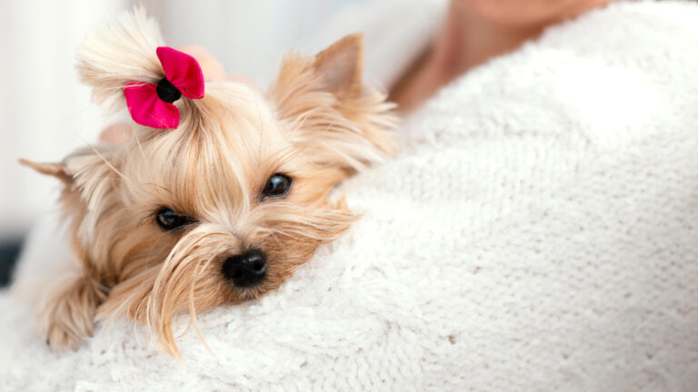 Dog Haircut Secrets: Why It’s More Than Just a Trim