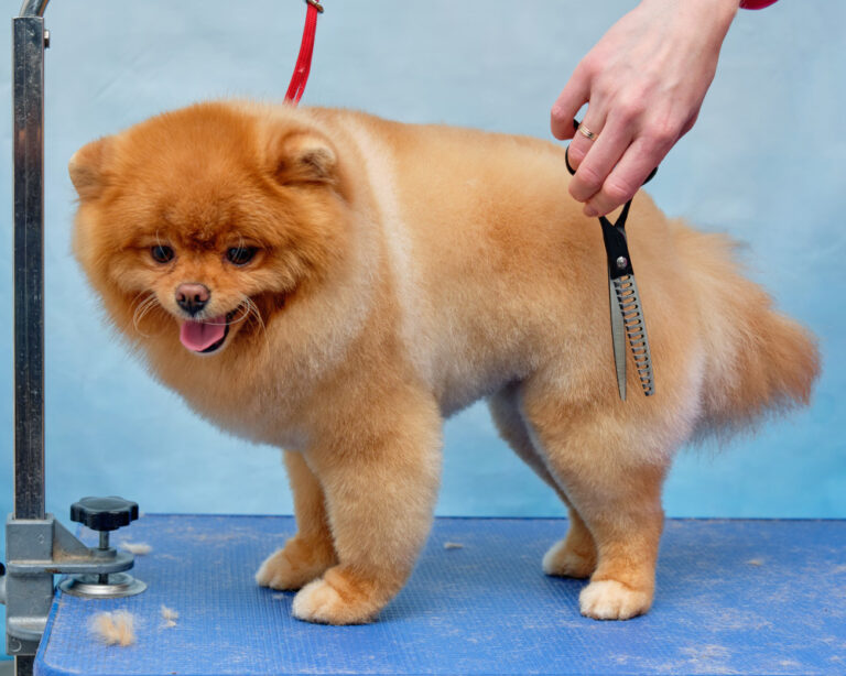 Dog Haircut Secrets: Why It’s More Than Just a Trim
