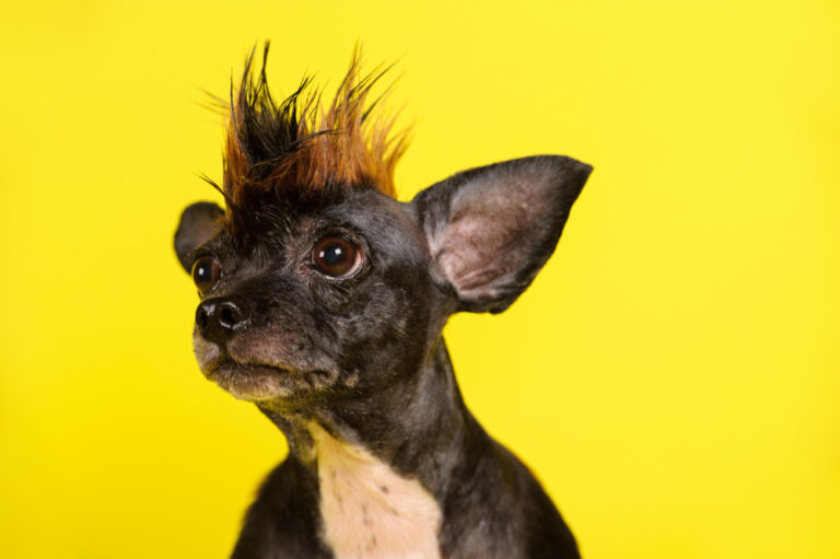 Dog Haircut Secrets: Why It’s More Than Just a Trim