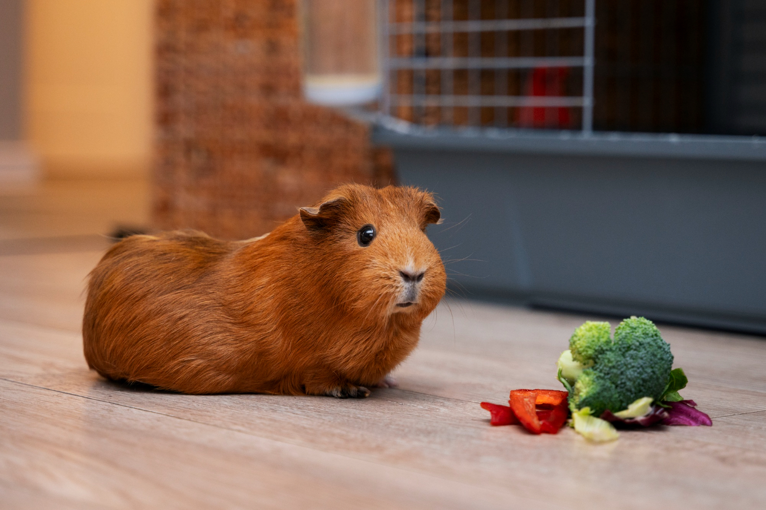 Chinese Hamster Breed: Care, Facts & Characteristics