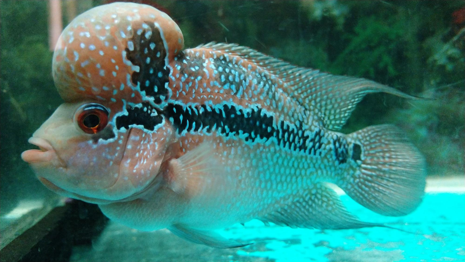 10 Amazing Fish Species That Will Leave You Amazed