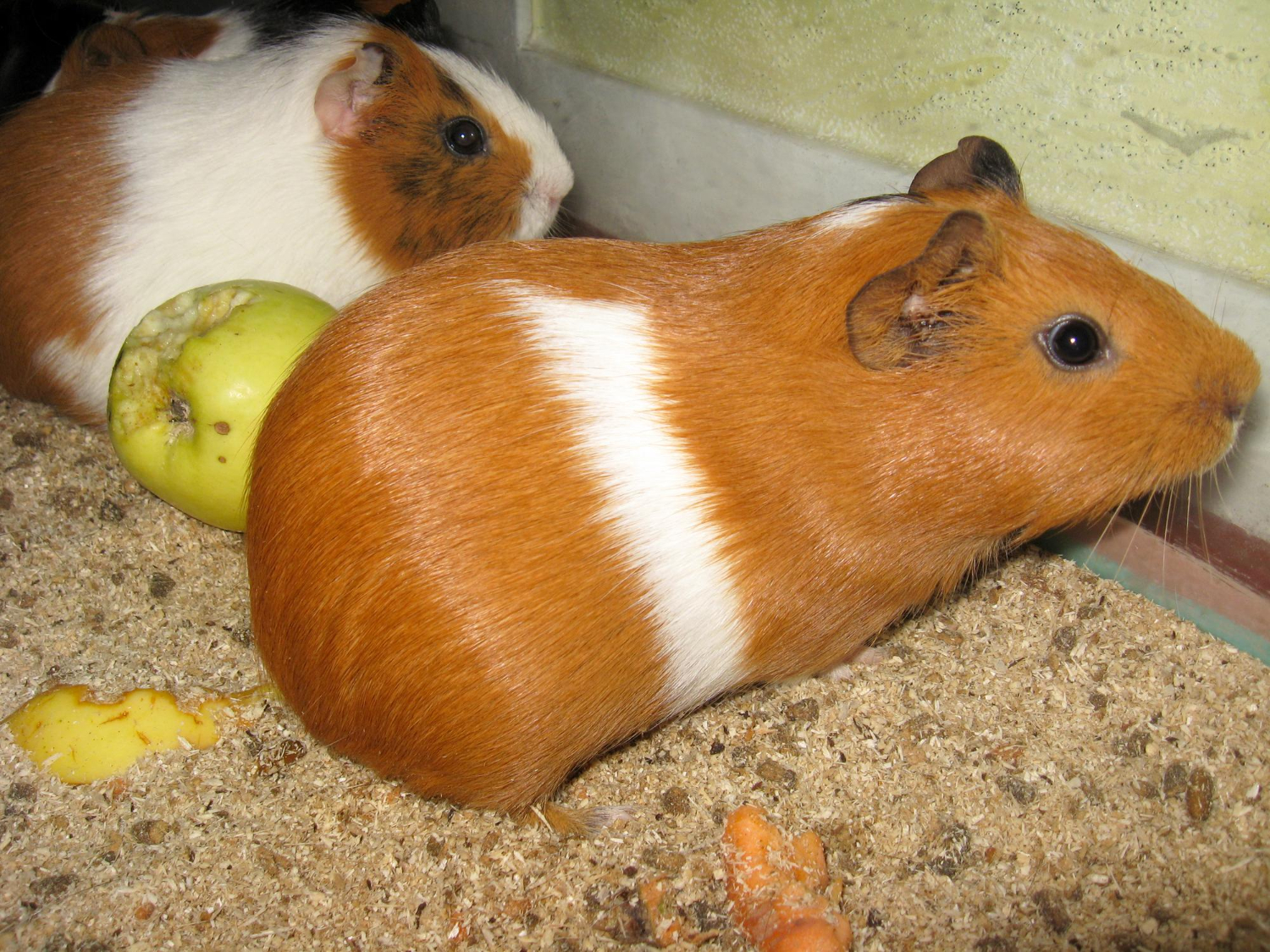 European Hamster Breed – Facts, Habitat, and Care Guide