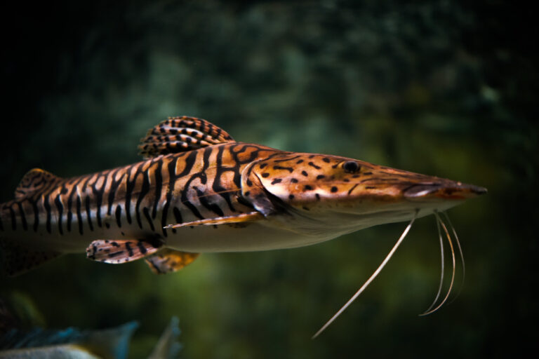 10 Amazing Fish Species That Will Leave You Amazed