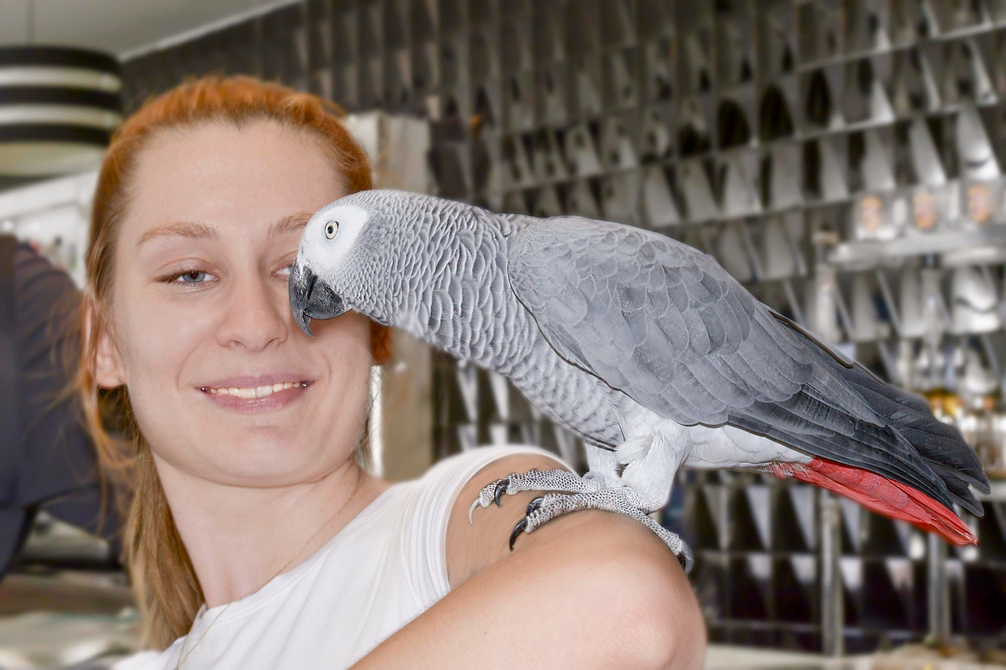 African Grey Parrot Breed Information - Care - Lifespan