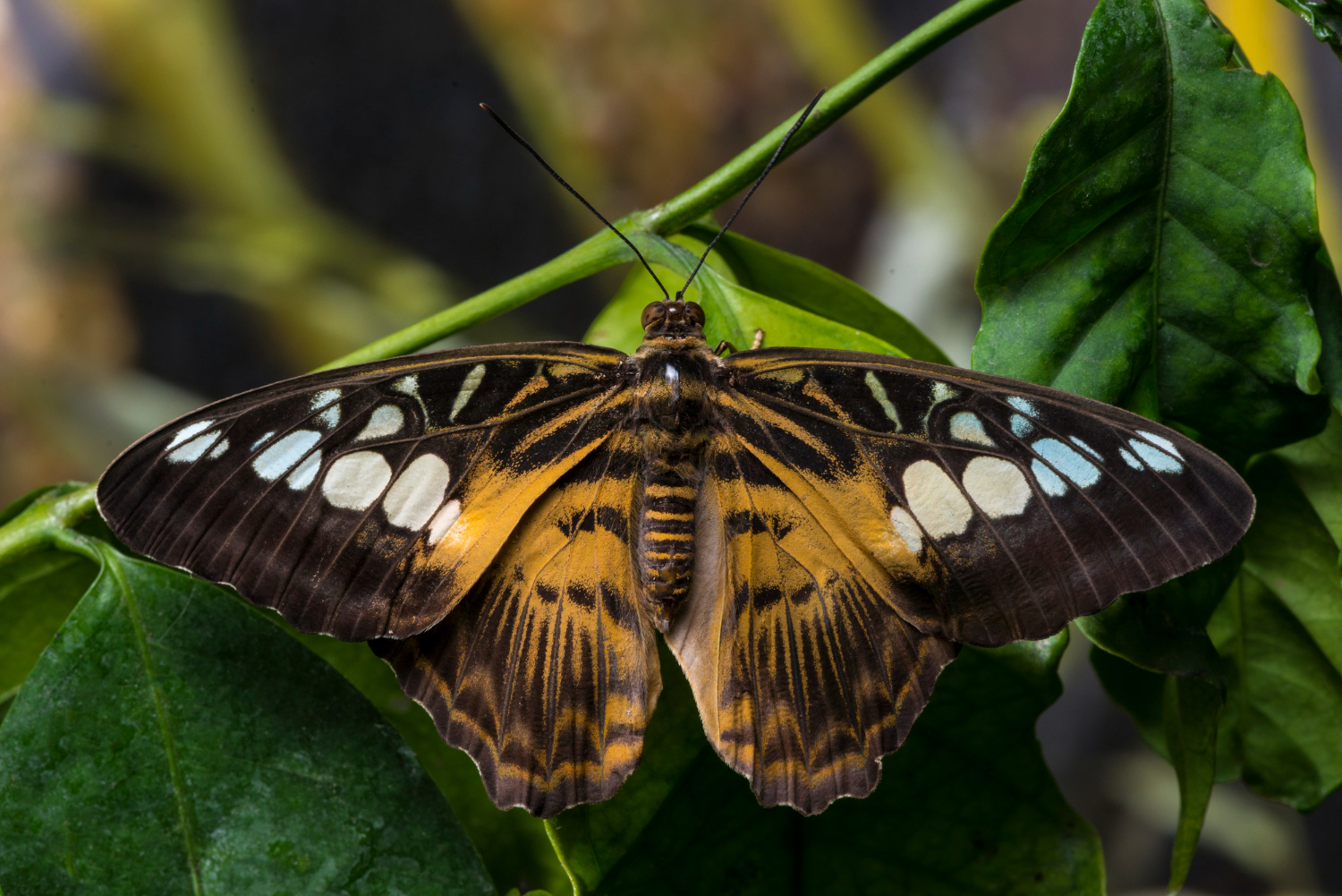 15 Most Beautiful Moths That Will Leave You Amazed