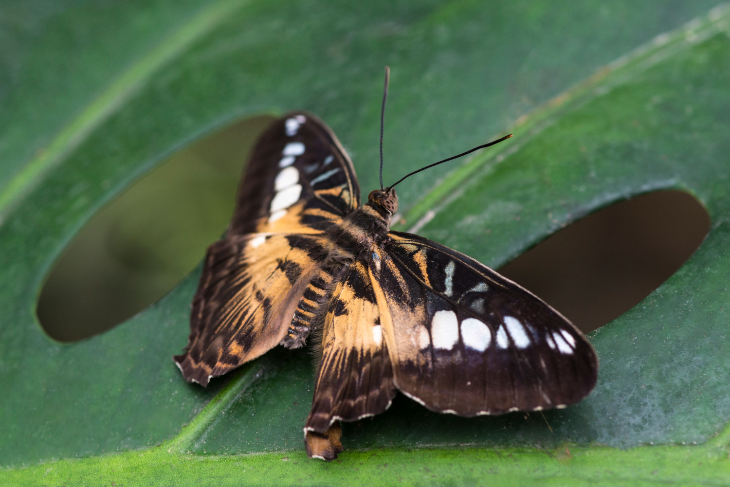 15 Most Beautiful Moths That Will Leave You Amazed