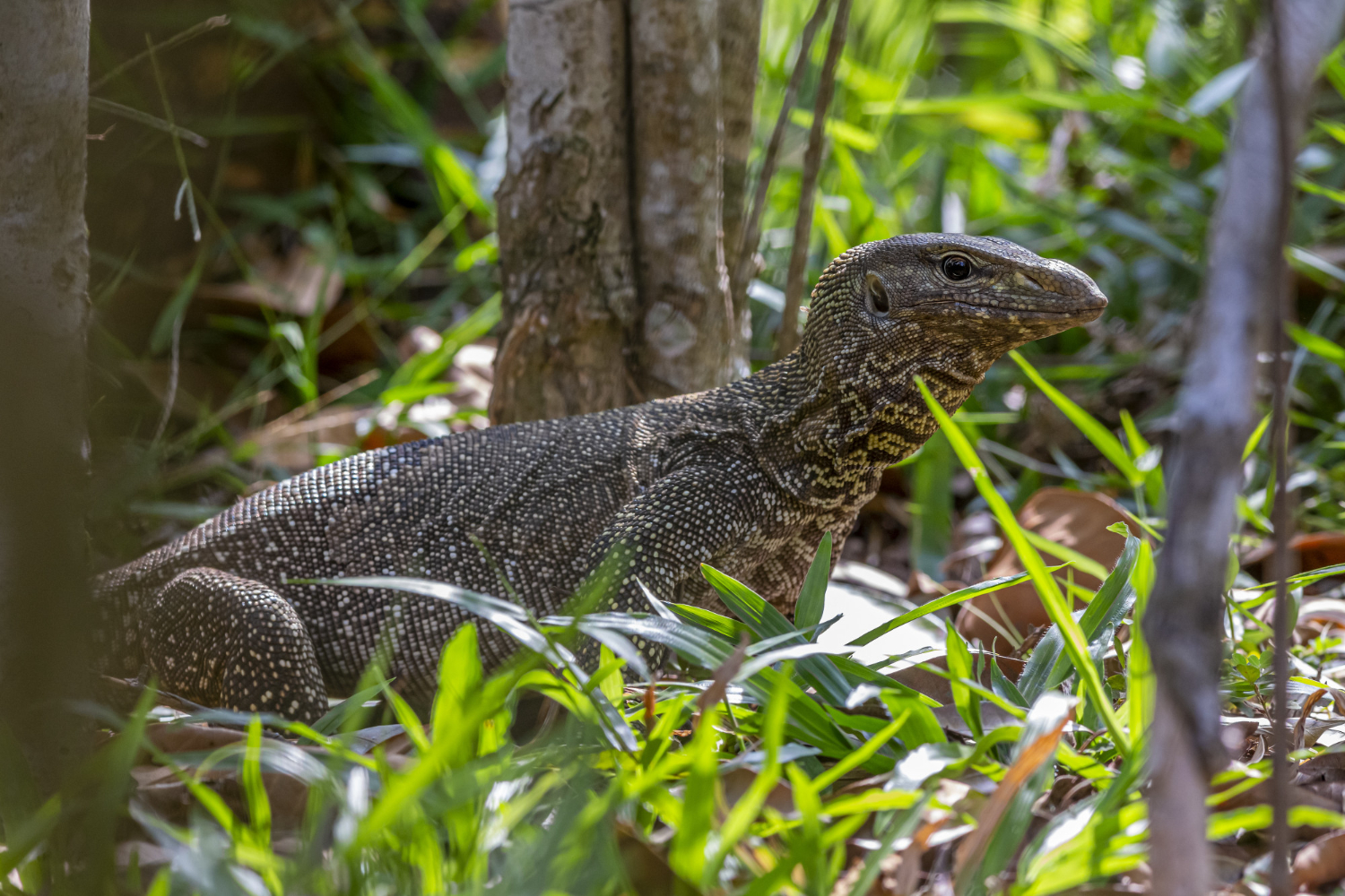 Monitor Lizards: Habitat, Diet, and Lifespan - You Must Know