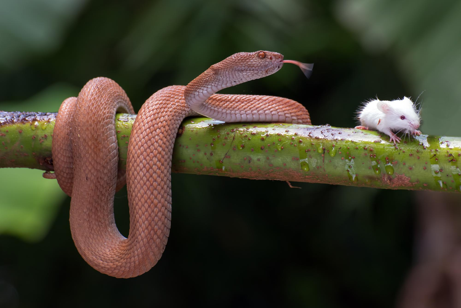 10 Naturally Pink Animals You’ll Be Surprised To See