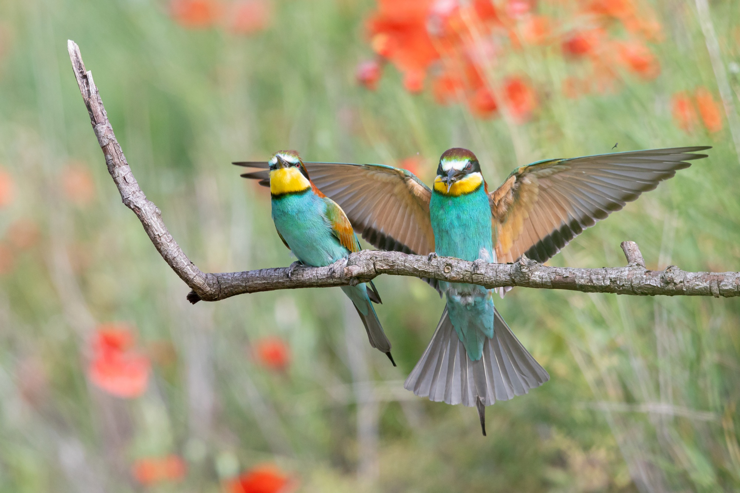 10 animals that make their own homes - Animal Architecture