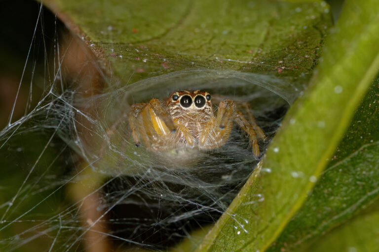 10 animals that make their own homes - Animal Architecture