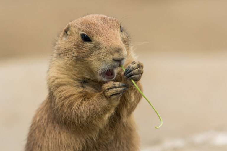 10 animals that make their own homes - Animal Architecture