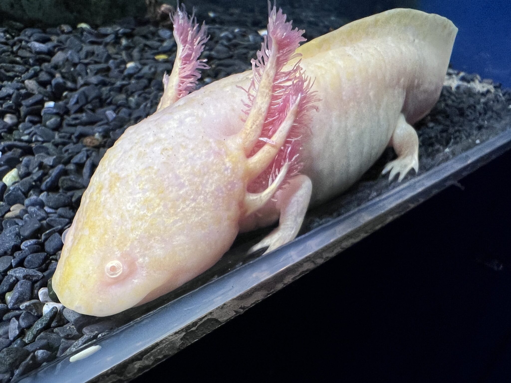 10 Naturally Pink Animals You’ll Be Surprised To See