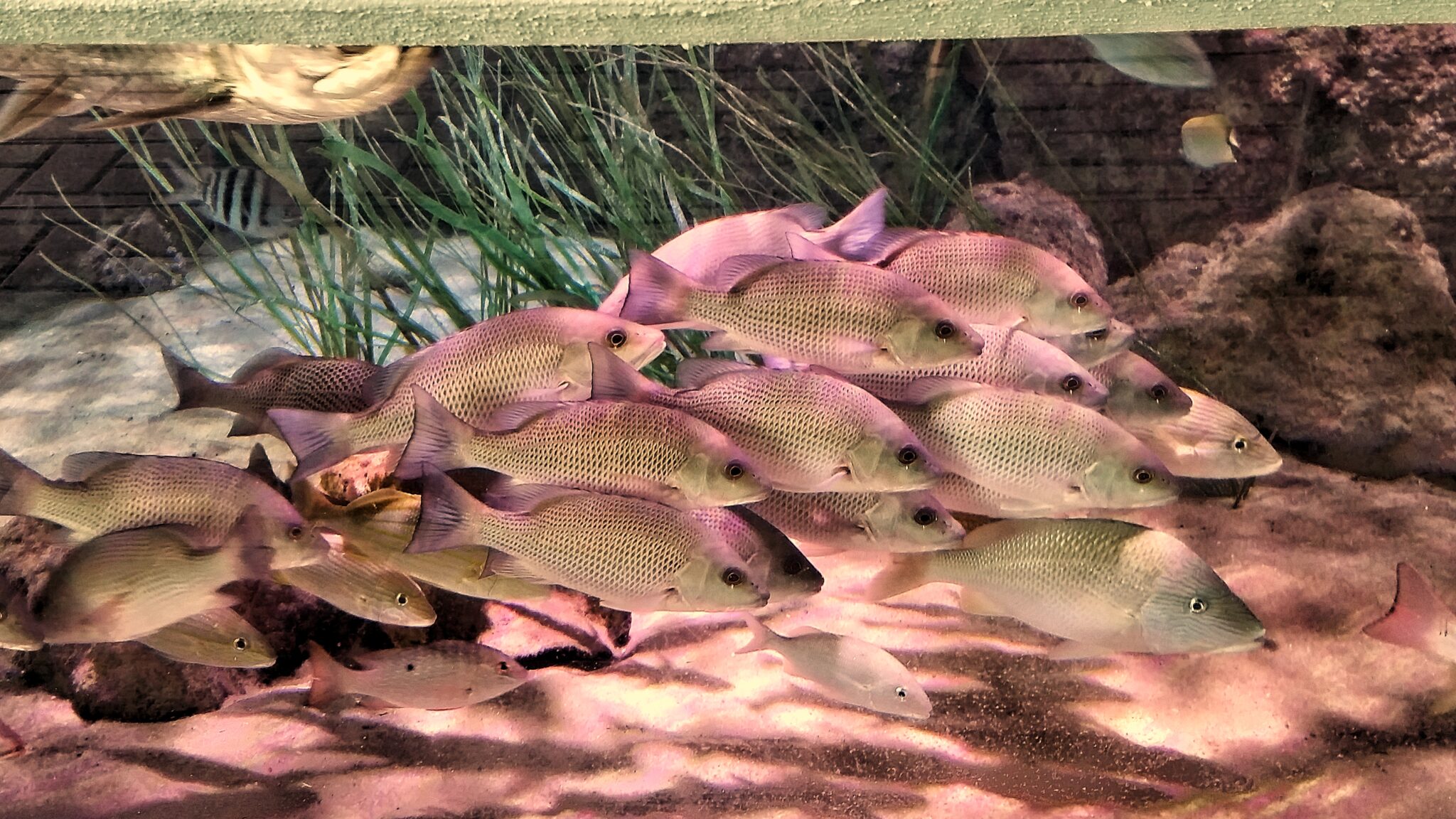 10 Naturally Pink Animals You’ll Be Surprised To See