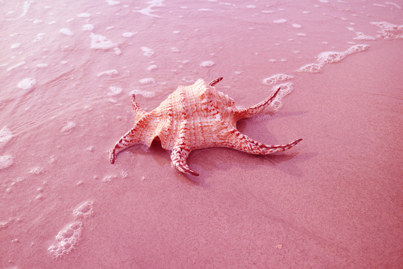 10 Naturally Pink Animals You’ll Be Surprised To See