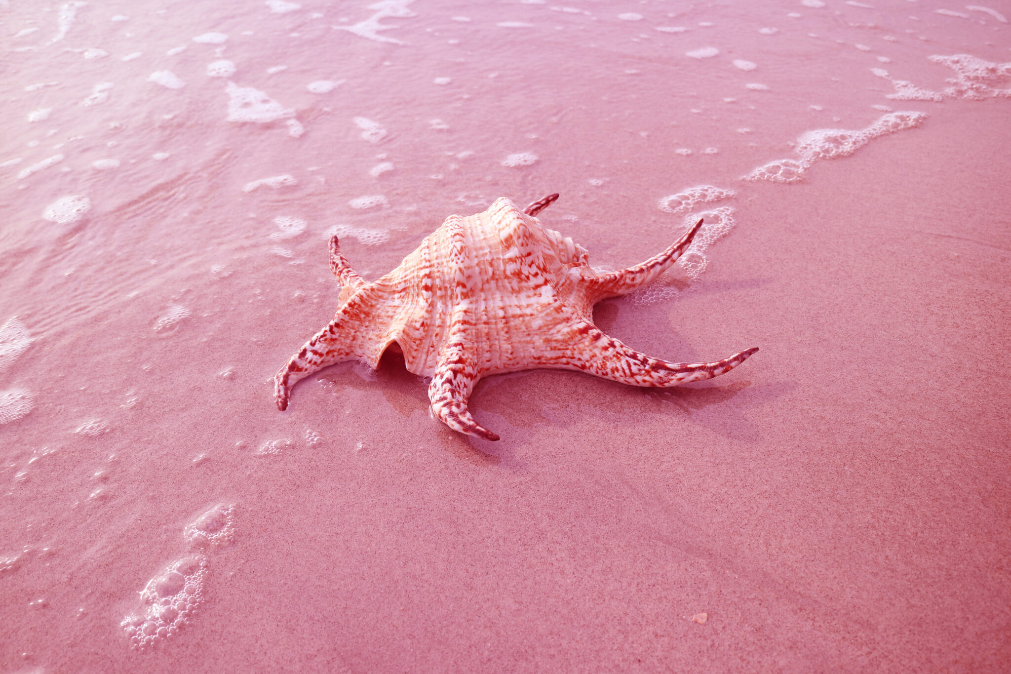 10 Naturally Pink Animals You’ll Be Surprised To See