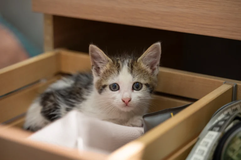 Meet the 15 Smallest Cat Breeds You’ll Adore