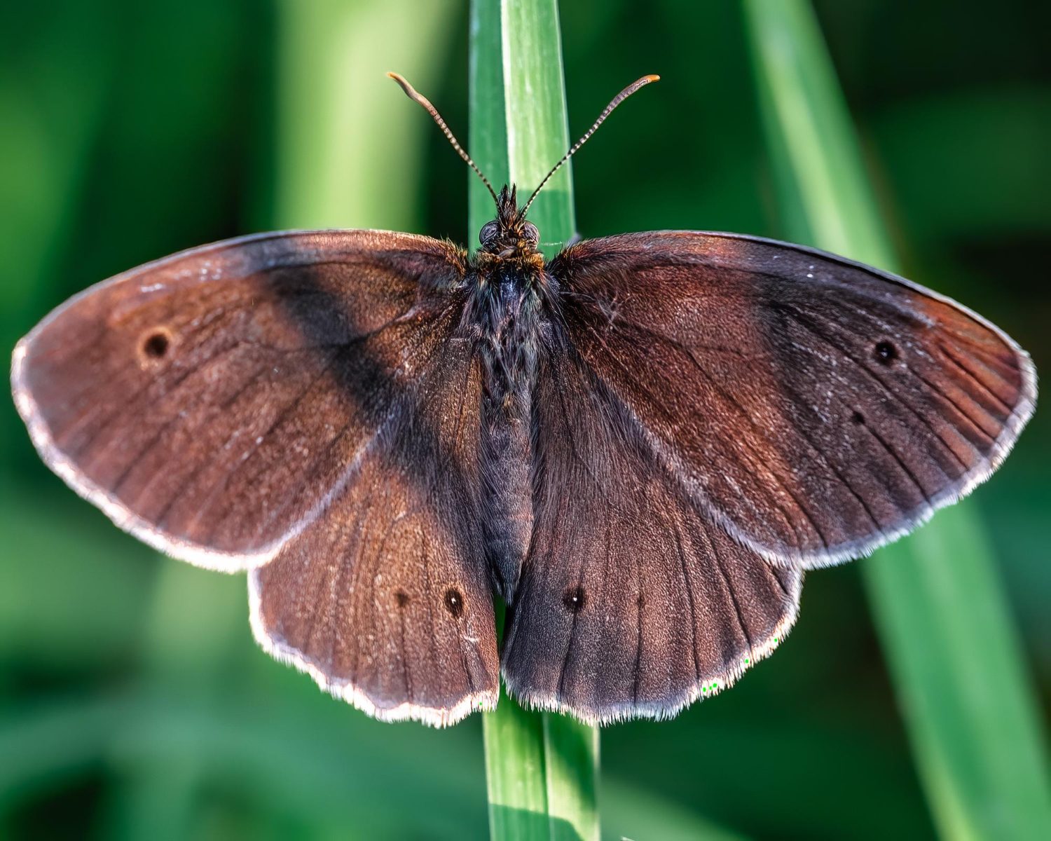 Coscinocera hercules (Hercules Moth): Australia’s Giant